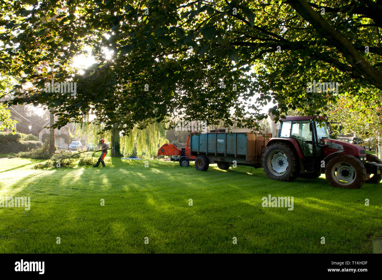 Tree surgeon removing tree limbs and taking them to the tree chipper ...