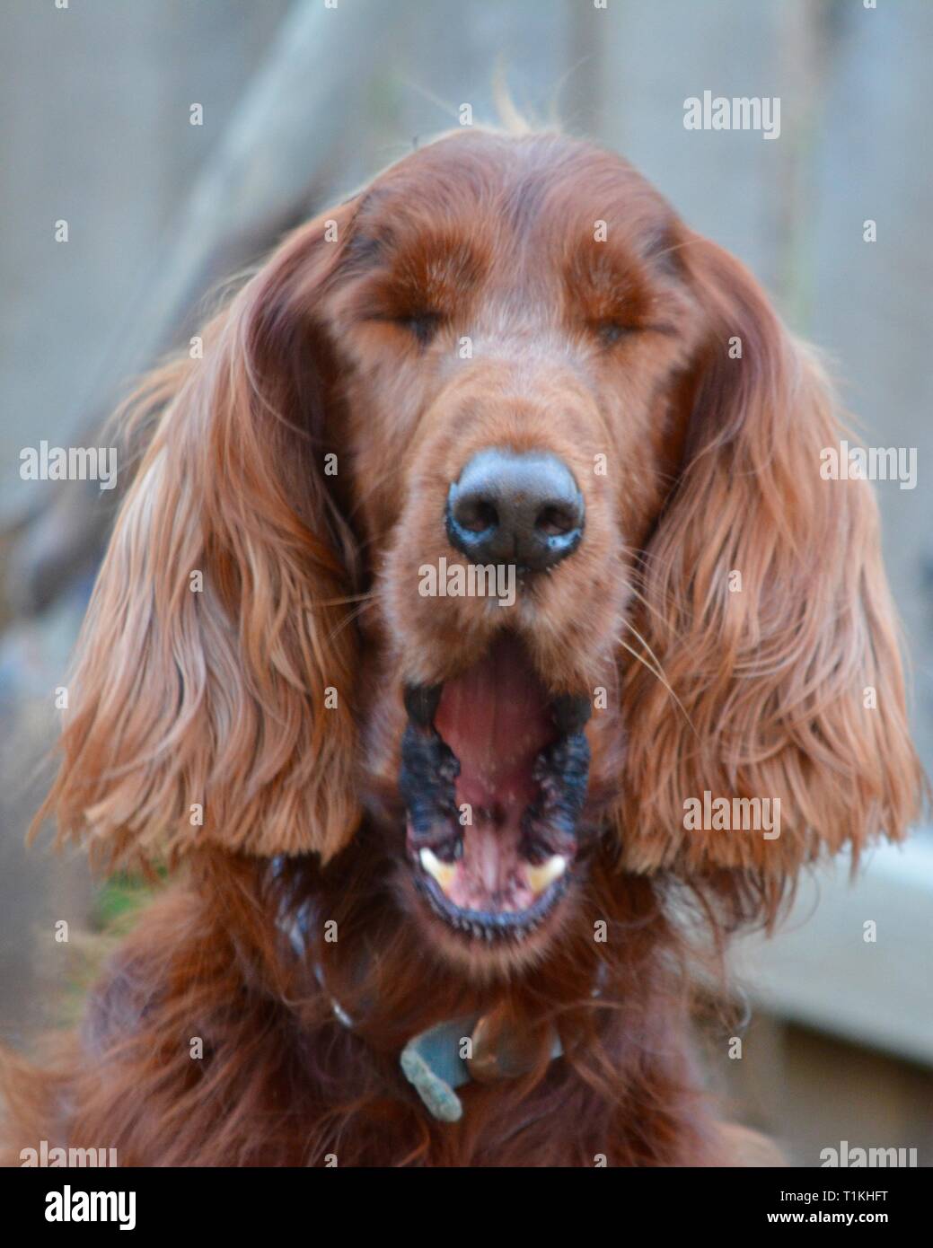 Dog yawning, Red Irish setter with his mouth wide open in a yawn, very ...