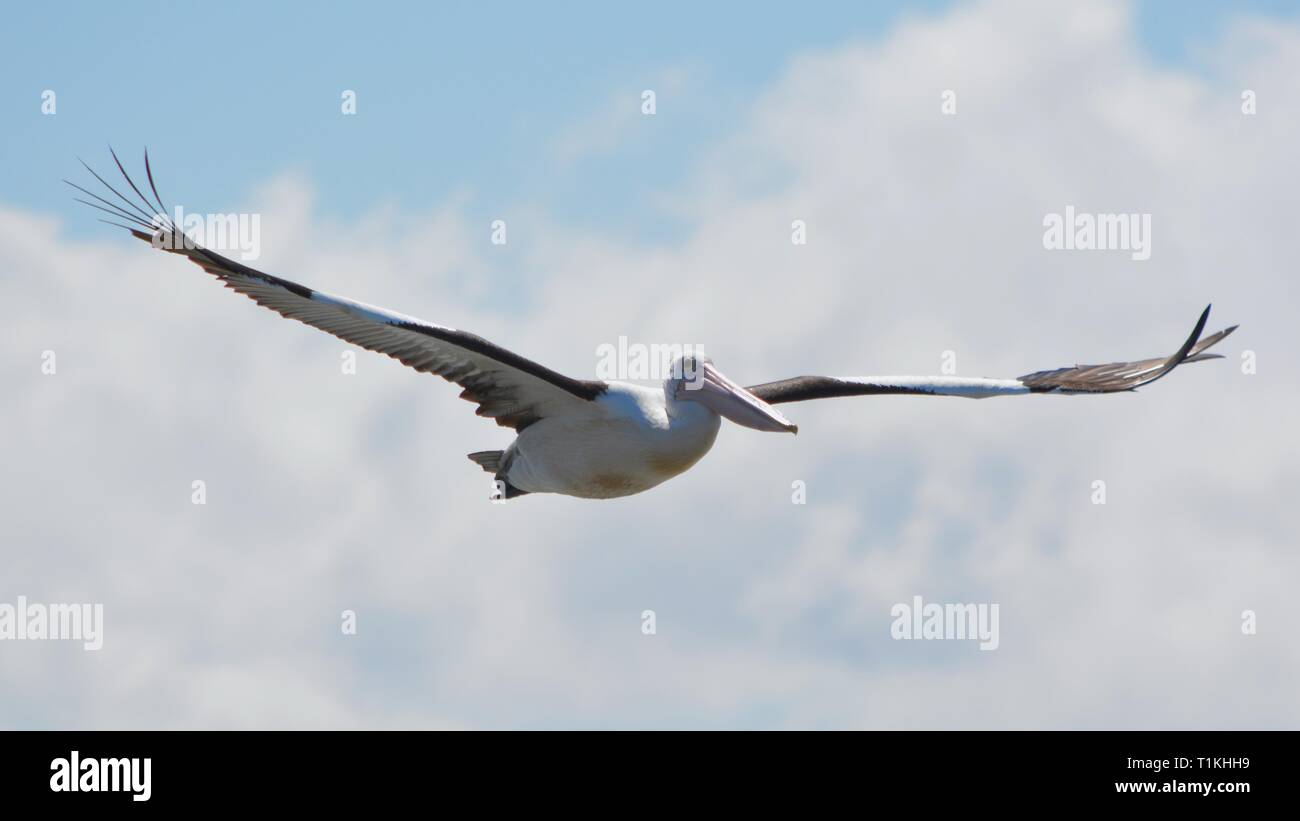 Bird With Wings Extended High Resolution Stock Photography and Images ...
