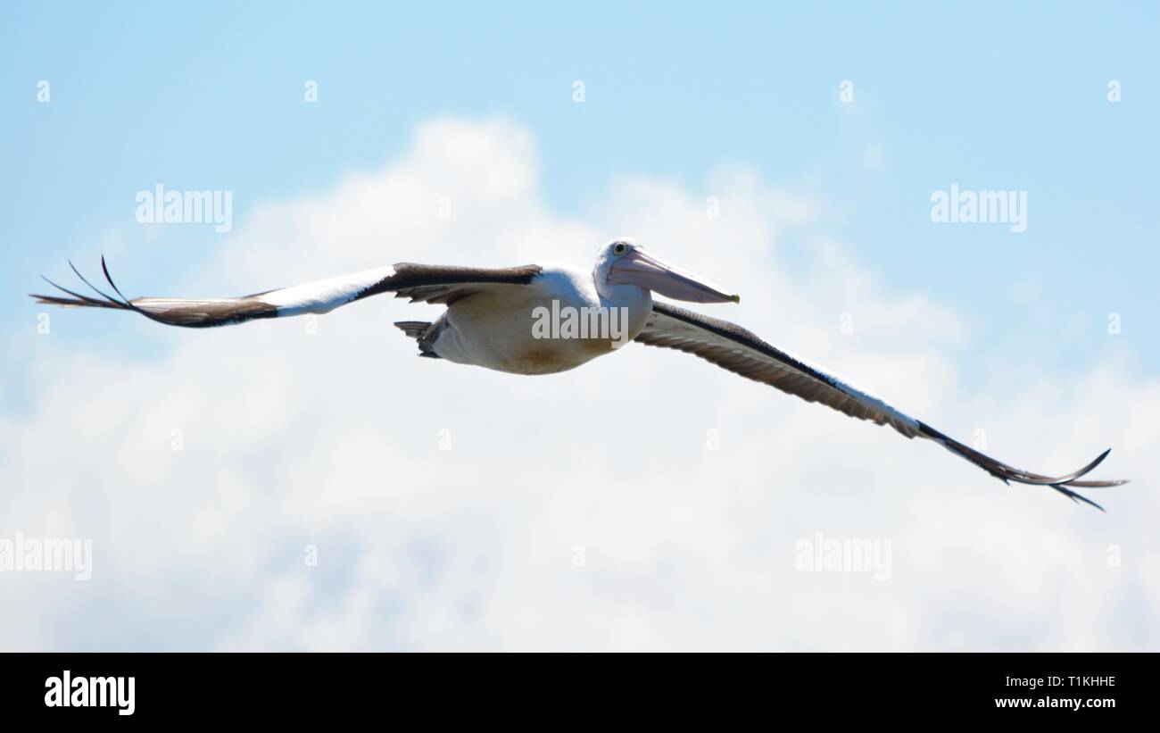 Spread your wings. An Australian Pelican, Pelecanus conspicillatus ...
