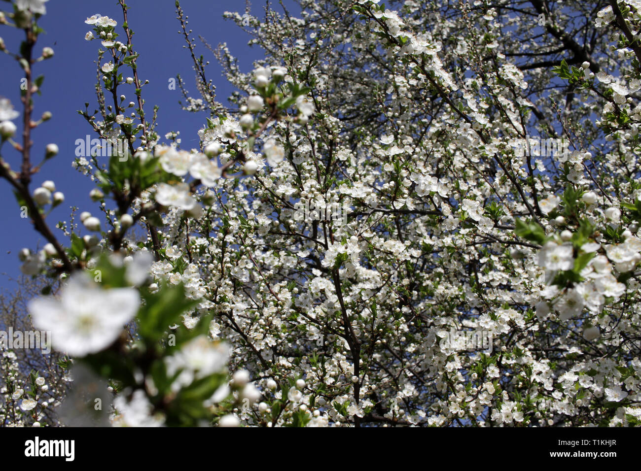 Jacaranda tree japan hi-res stock photography and images - Alamy