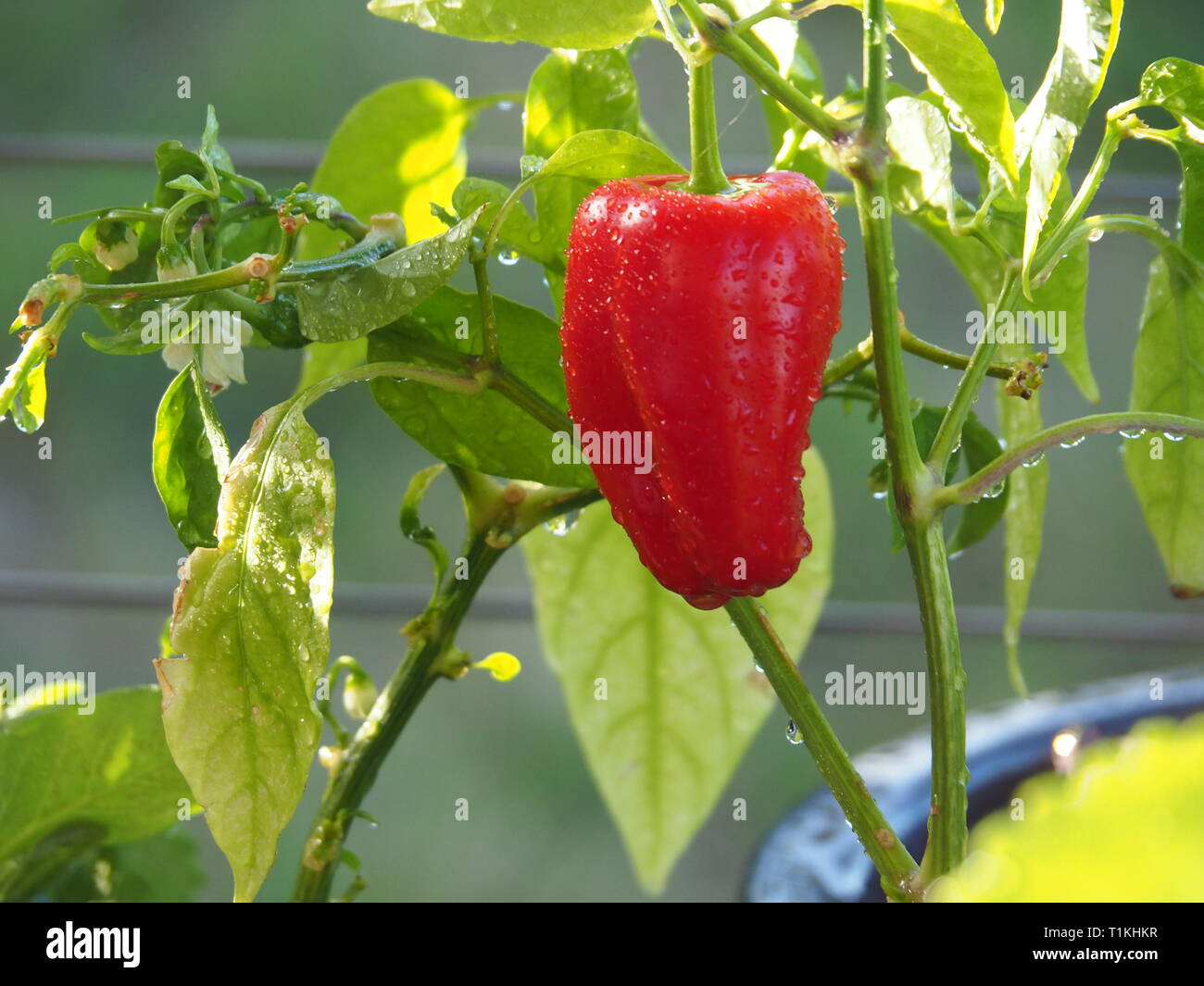 Australian money water hi-res stock photography and images - Alamy