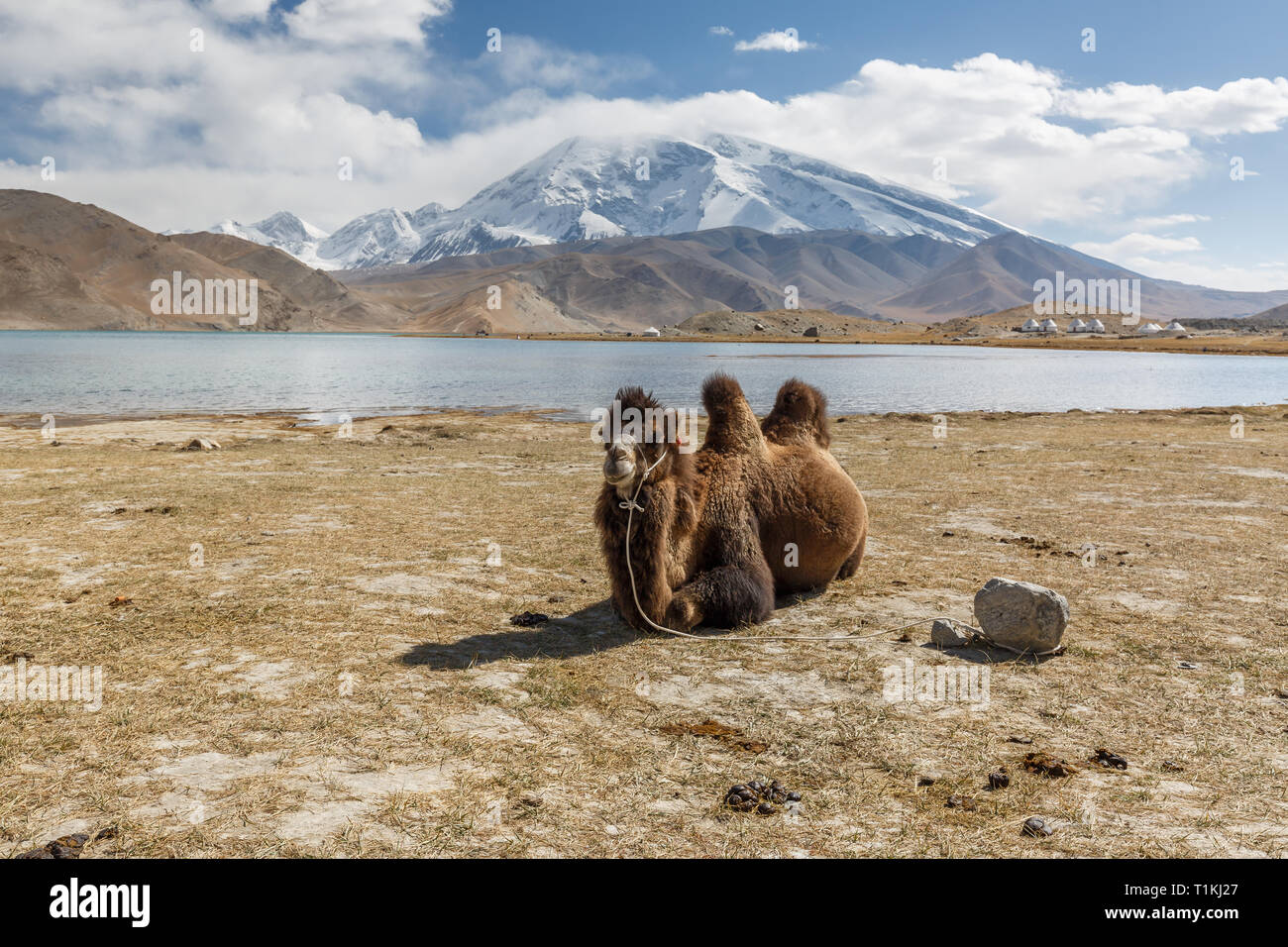 Camel sitting in front of Mount Muztagata, Xinjiang (China Stock Photo ...