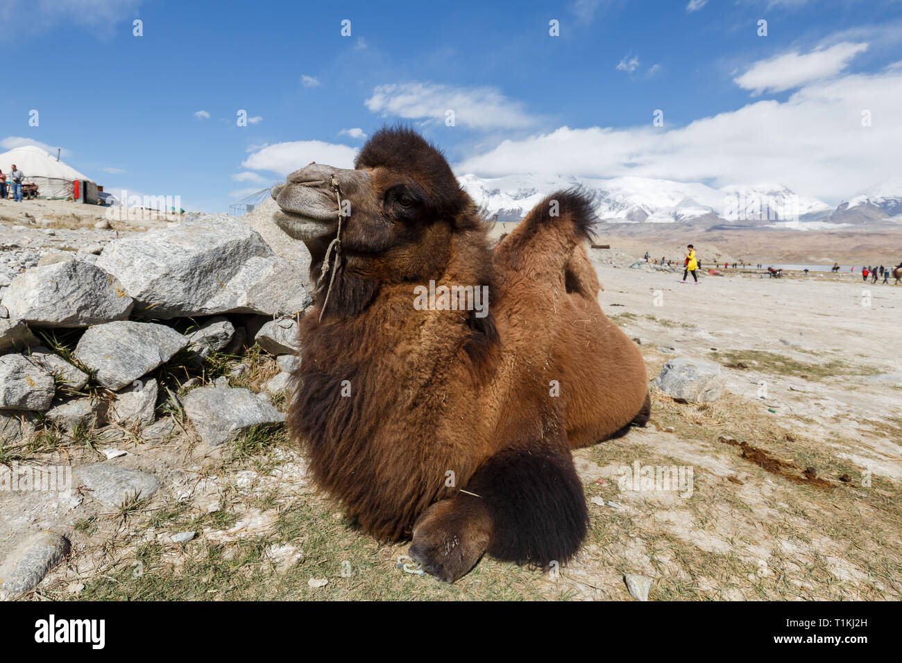 Posing camel (near Lake Karakul, Xinjiang, China Stock Photo - Alamy