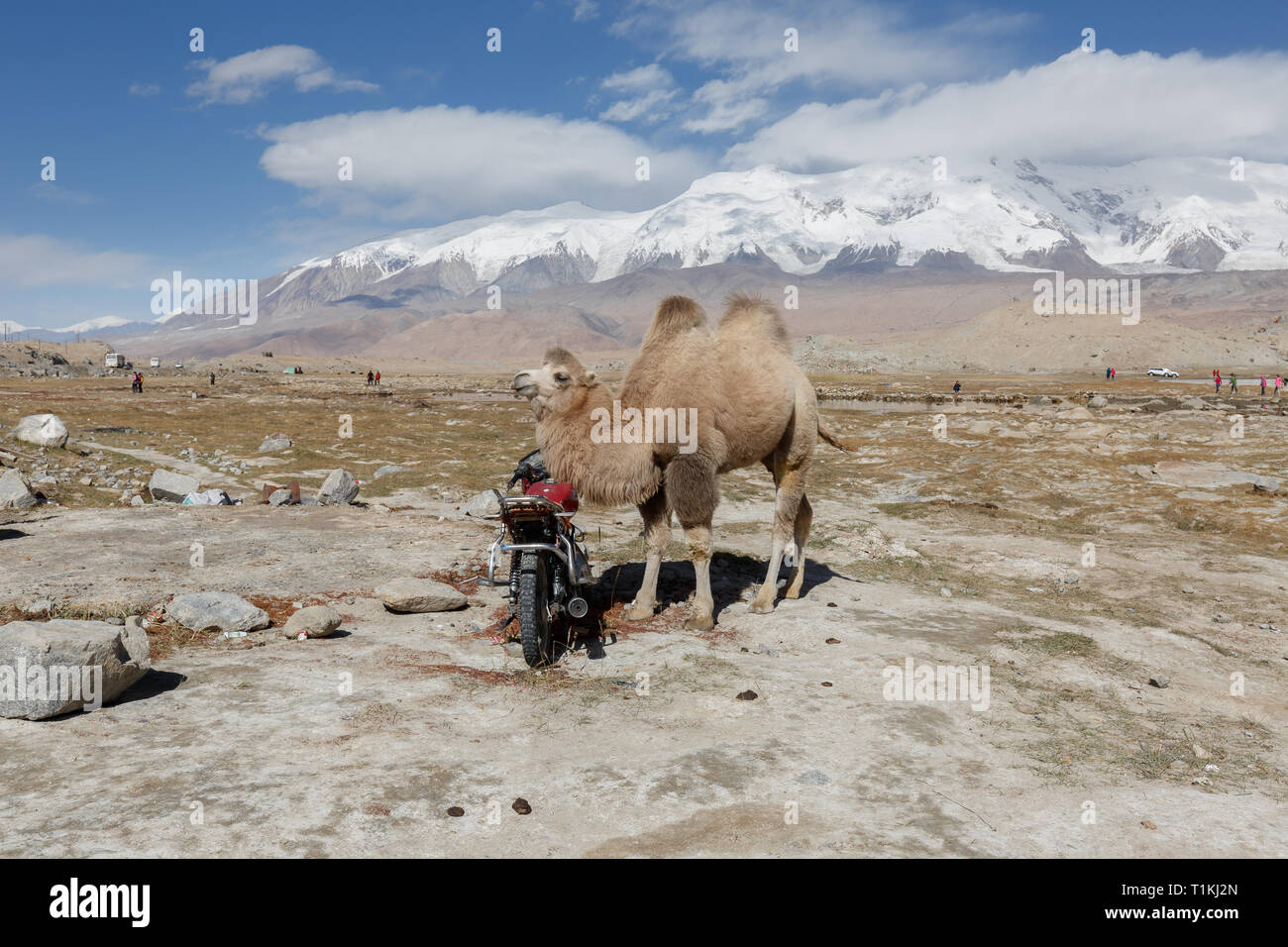 Camel scratching itself at a motorcycle (Xinjiang, China Stock Photo ...