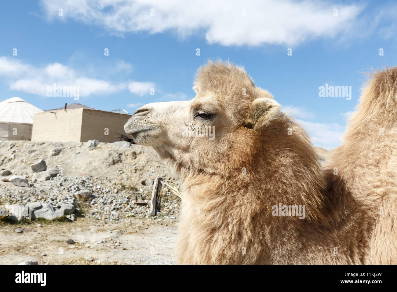 Camel near Lake Karakul (Xinjiang, China Stock Photo - Alamy