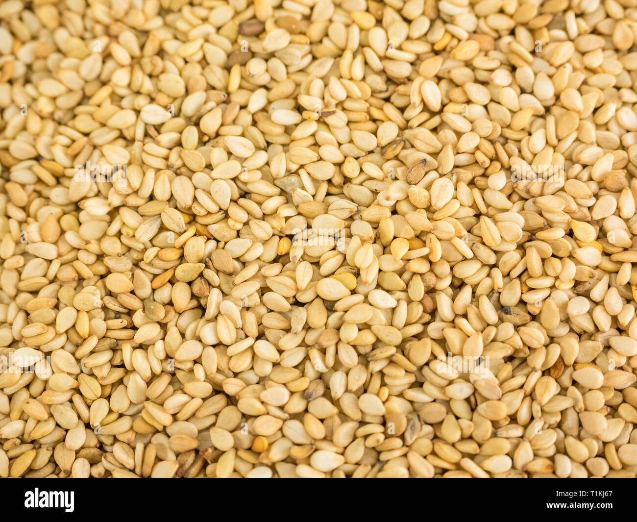 Close photo of Sesame seeds, background made of sesame seeds Stock ...