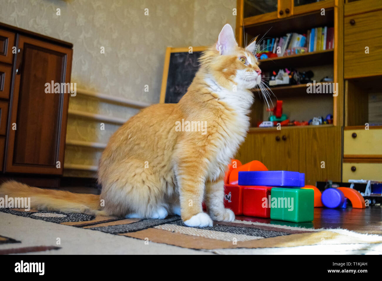 Breeding of purebred cats at home. Mainecoon cat, Giant maine coon cat ...