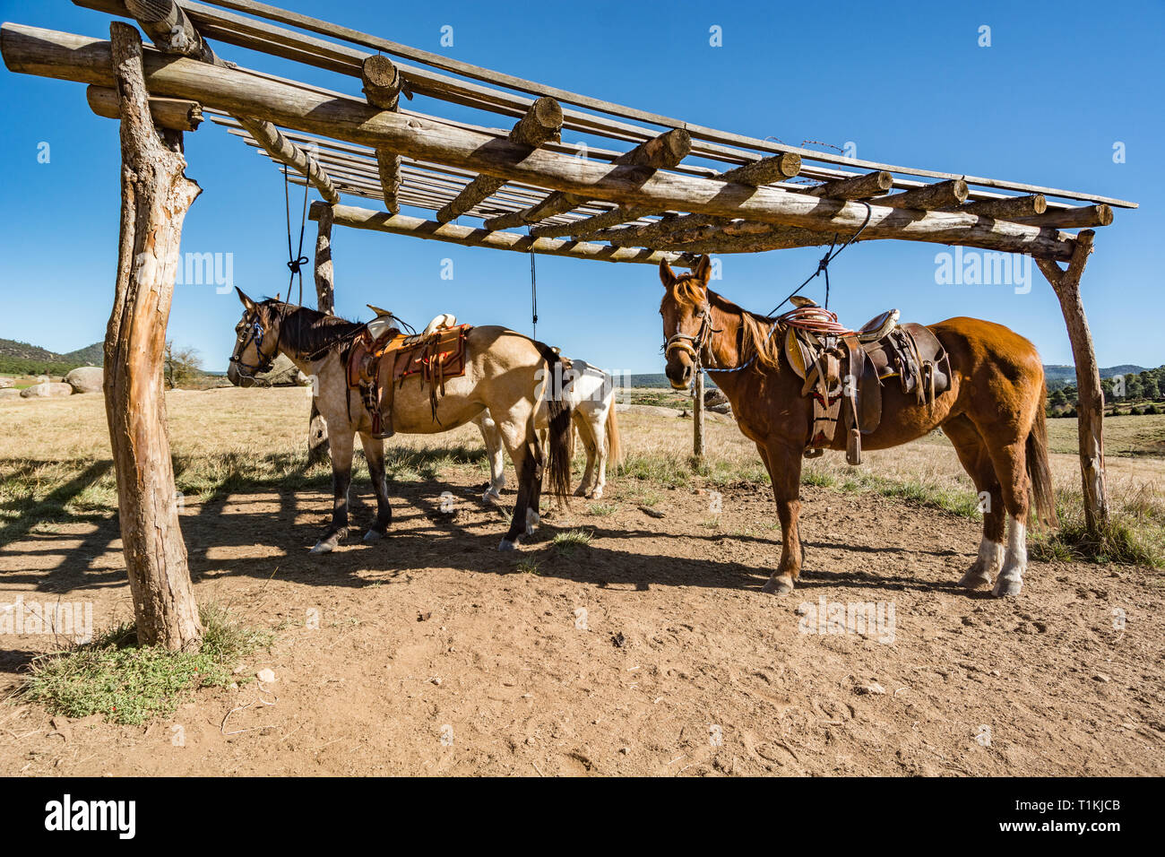 Mexican saddle hi-res stock photography and images - Alamy