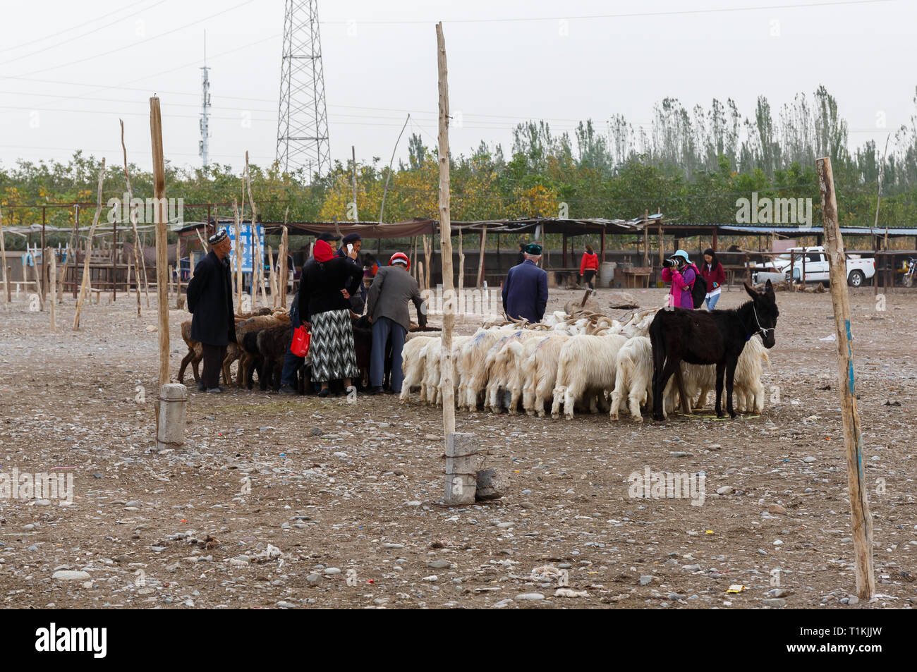 Scene at Kashgar Animal Market: Uyghur people standing next to goats ...