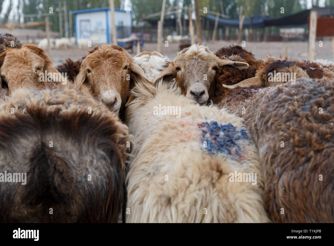 Lambs at Kashgar Animal Market. Besides lambs the market features yaks ...
