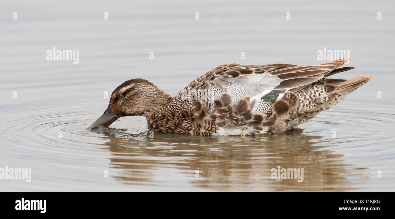 Garganey eclipse hi-res stock photography and images - Alamy