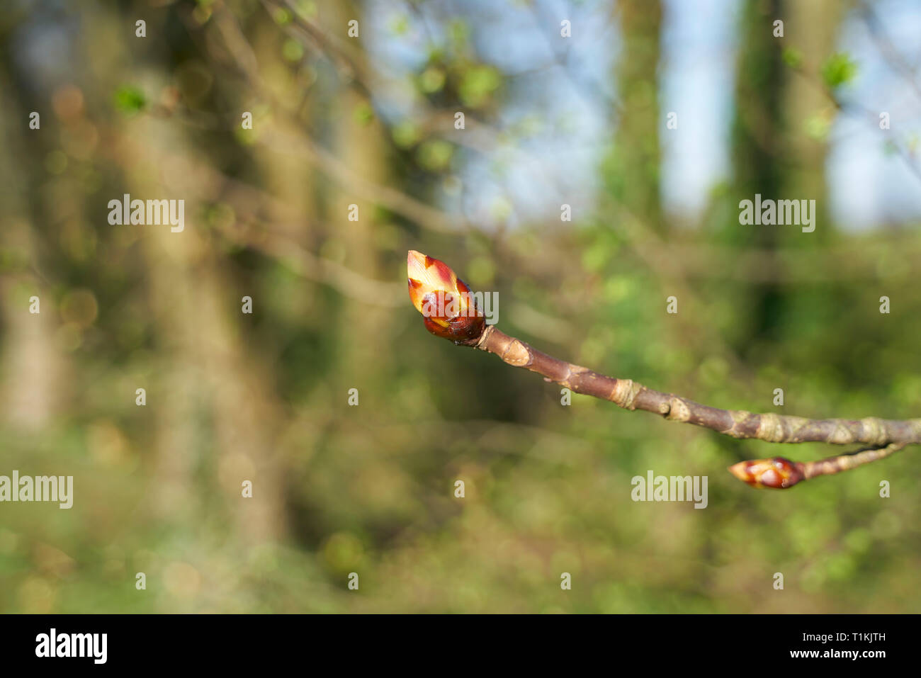 Late Budding Trees Uk at James Daulton blog