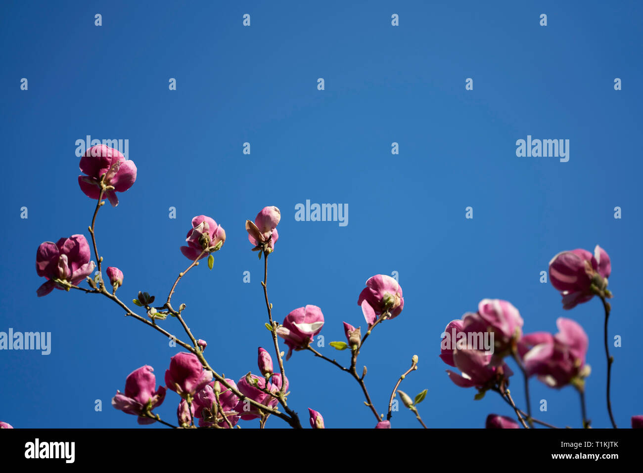 Spring blossom hi-res stock photography and images - Alamy