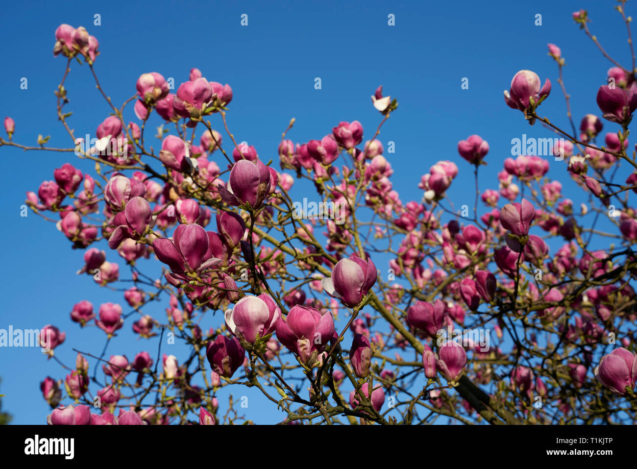 Spring blossom hi-res stock photography and images - Alamy