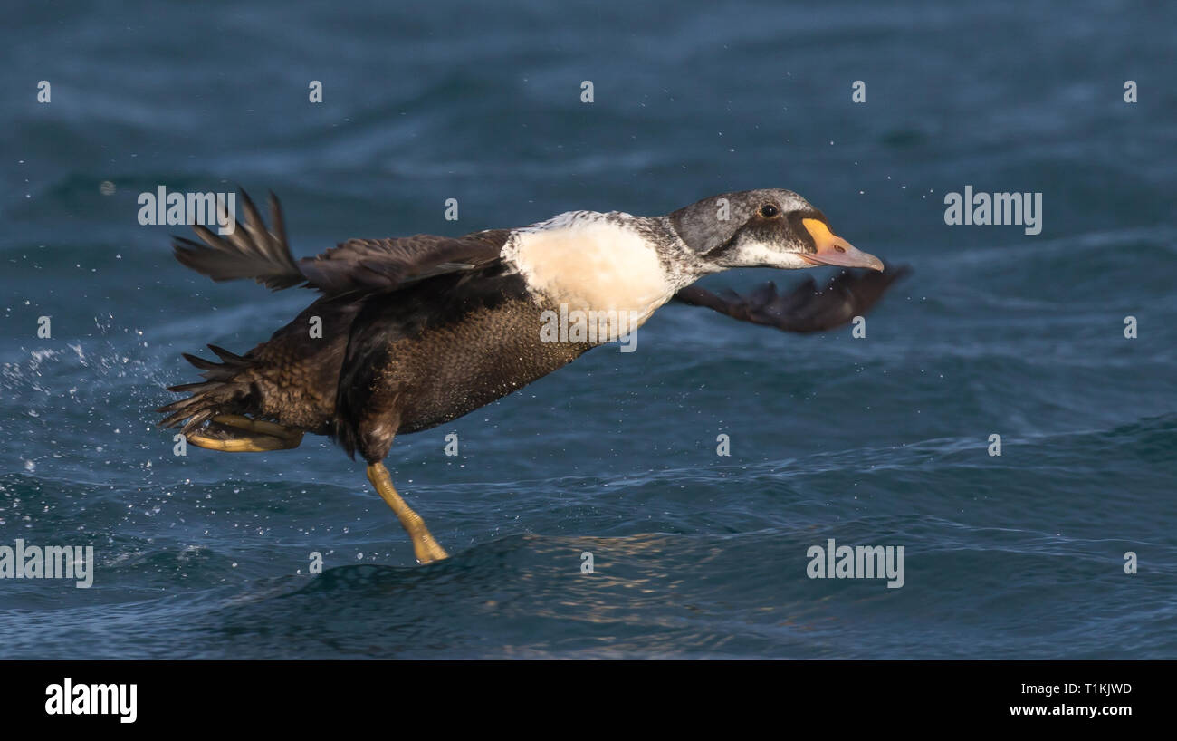 Juvenile eider duck hi-res stock photography and images - Alamy