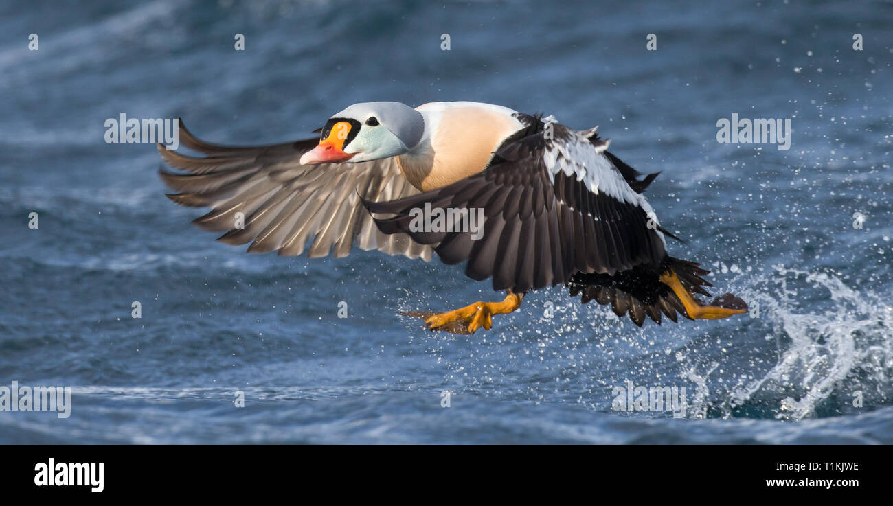 King eider flight hi-res stock photography and images - Alamy