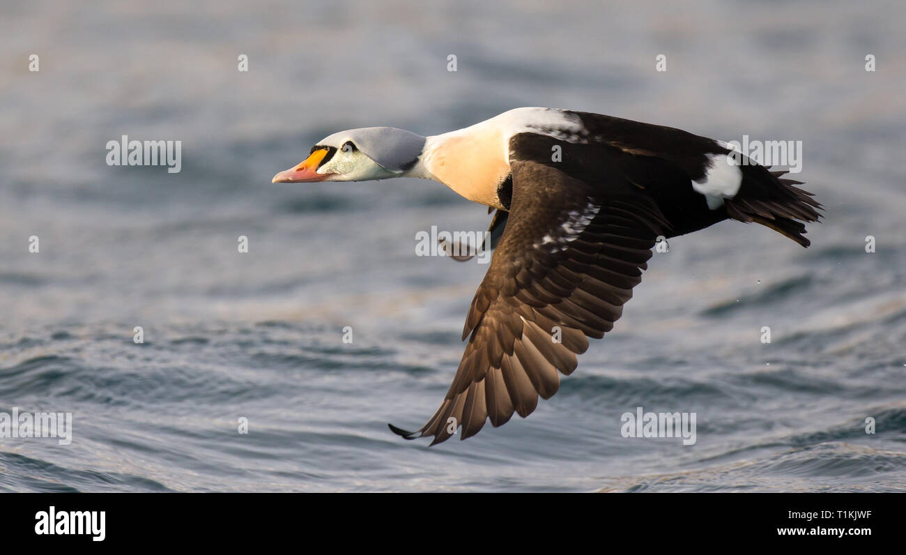 King eider flight hi-res stock photography and images - Alamy
