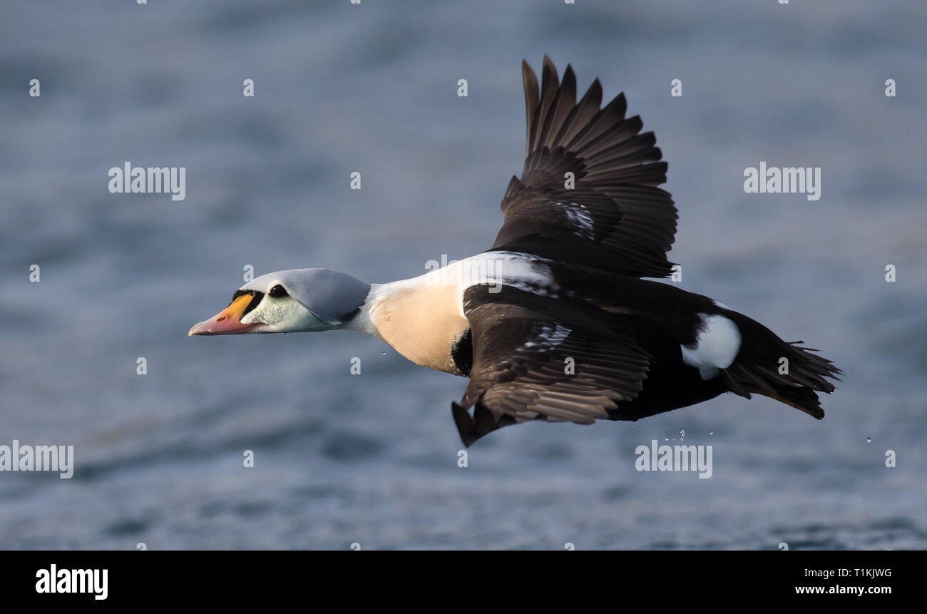 King Eider Range Map