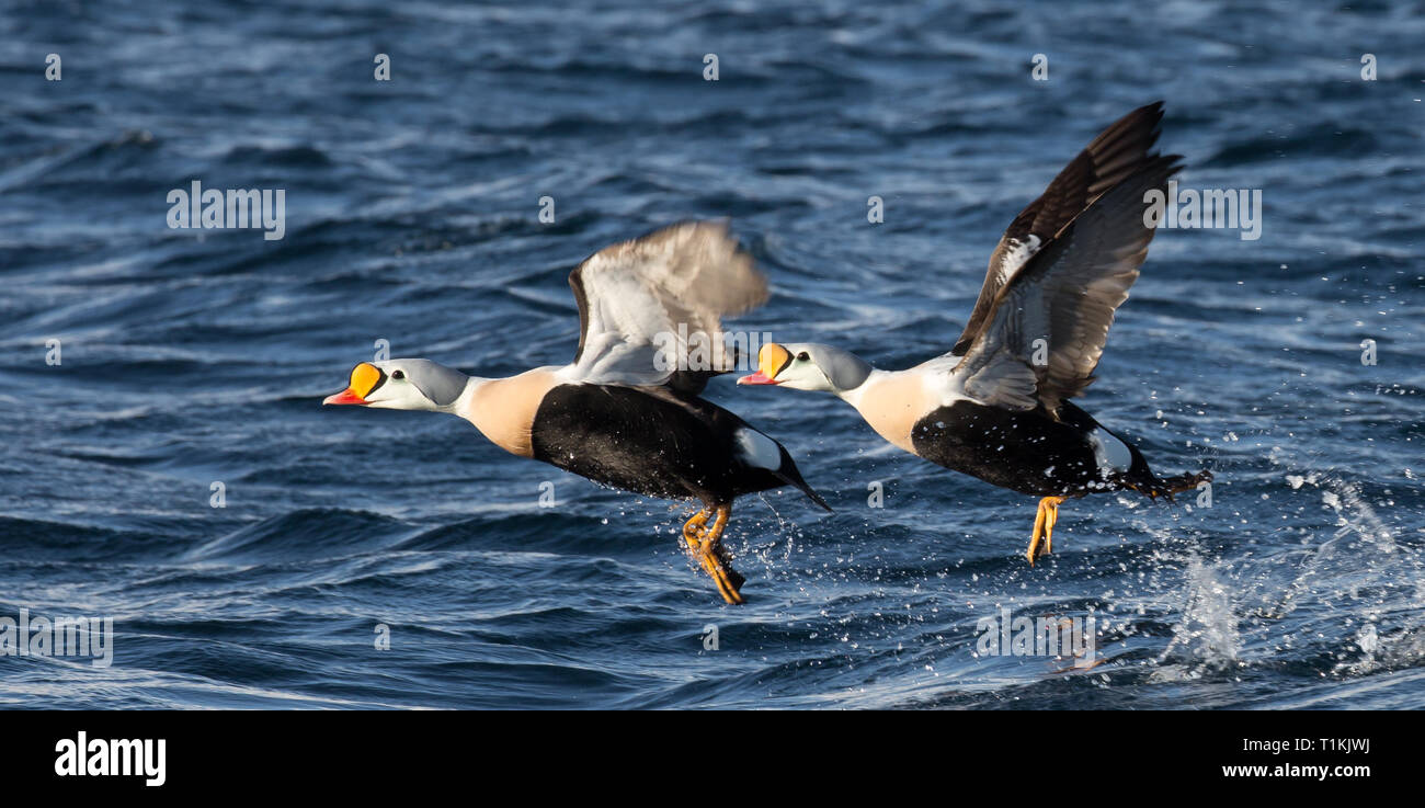 King eider flight hi-res stock photography and images - Alamy