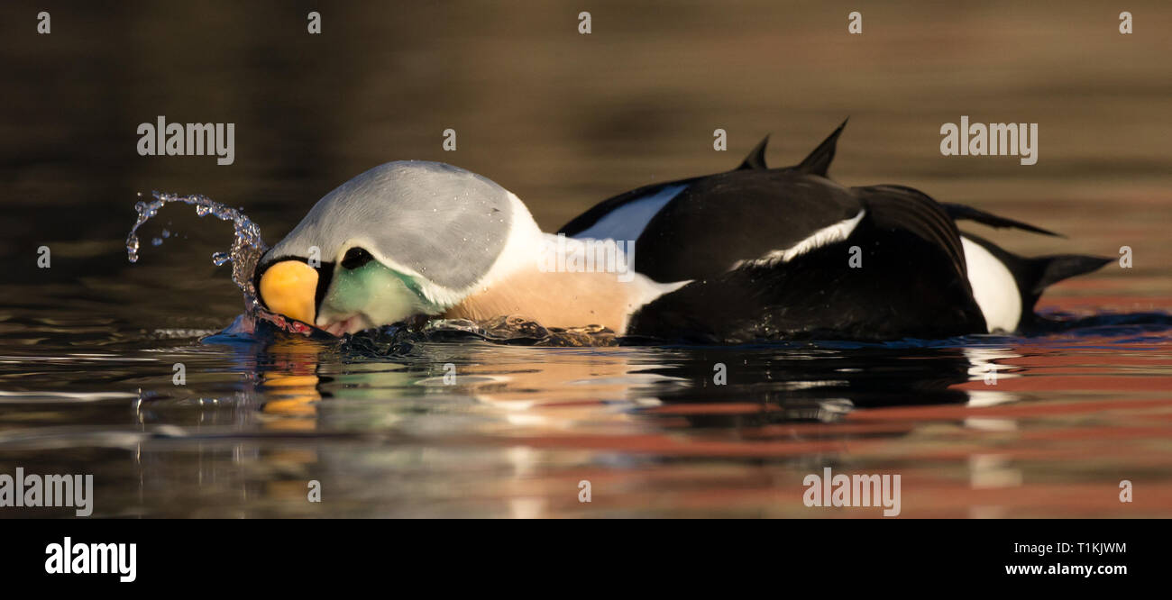 Eider feeding hi-res stock photography and images - Alamy