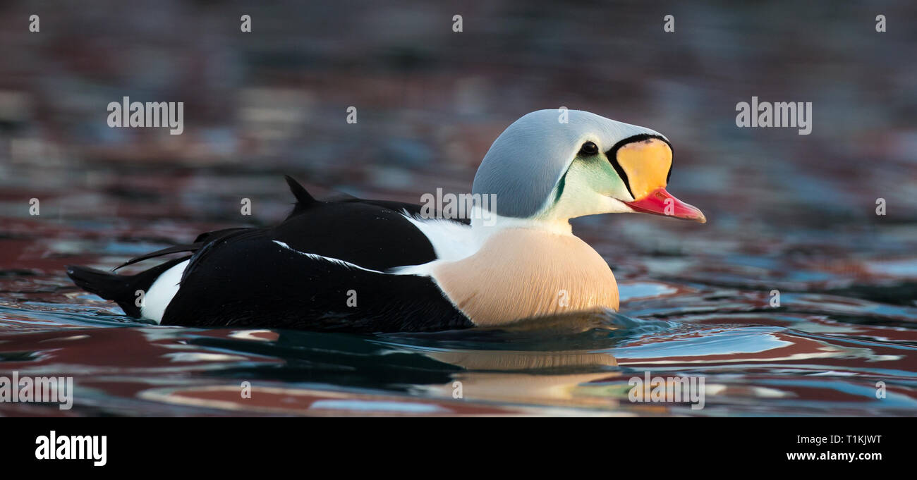 King eider duck hi-res stock photography and images - Alamy