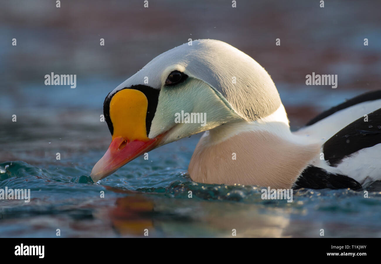 Eider closeup hi-res stock photography and images - Alamy
