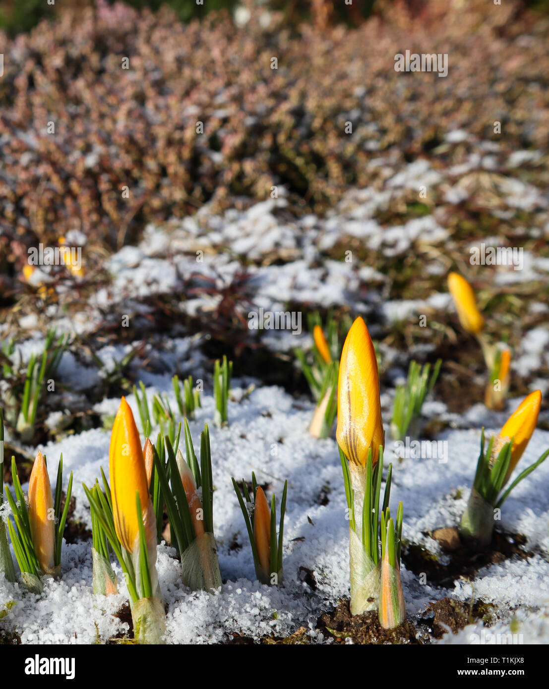 Garden crocus shoot hi-res stock photography and images - Alamy