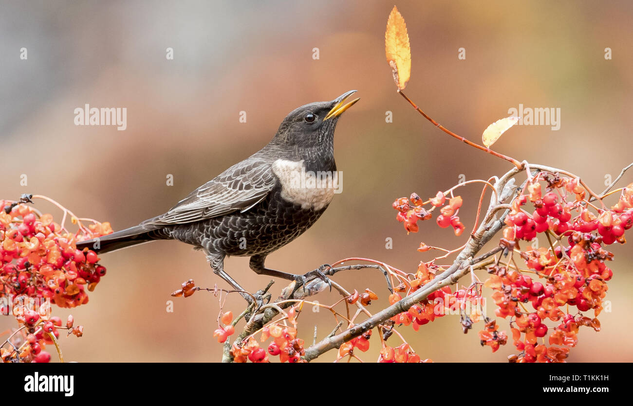 Ring ouzel hi-res stock photography and images - Alamy