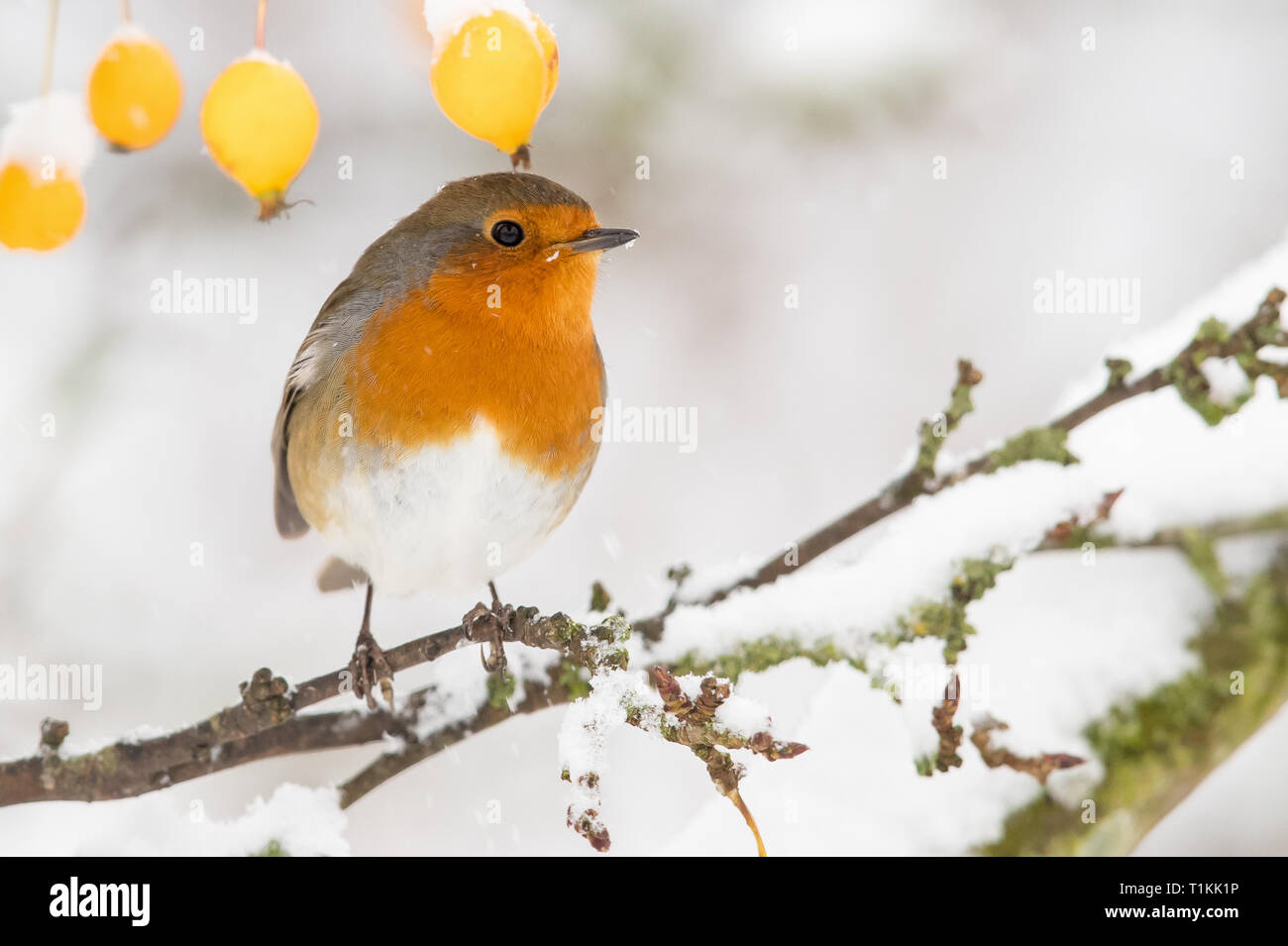 Robin in snow hi-res stock photography and images - Alamy