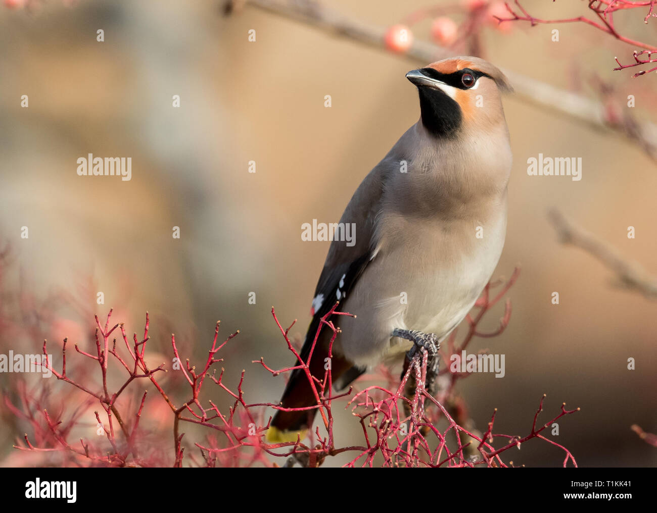 Waxwing hi-res stock photography and images - Alamy