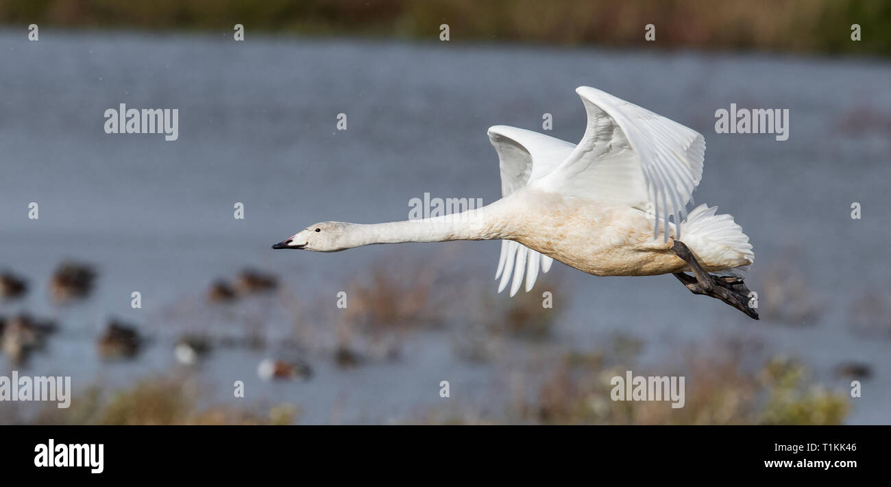 Whooper swan in flight hi-res stock photography and images - Alamy