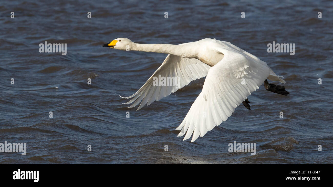 Whooper swan in flight hi-res stock photography and images - Alamy