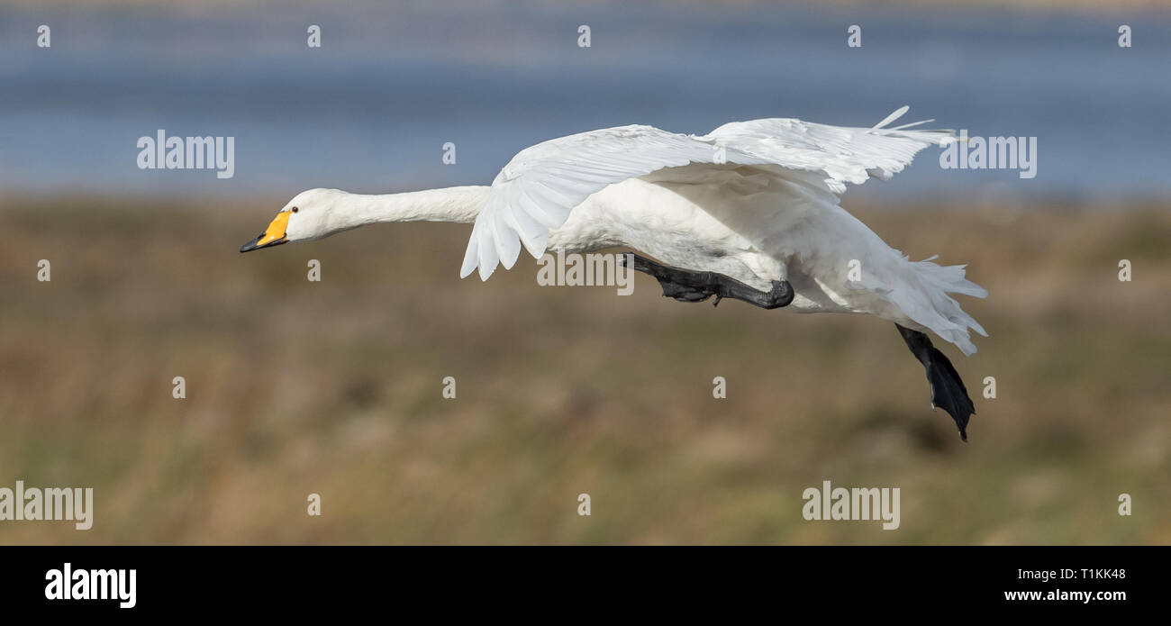Whooper Swan In Flight High Resolution Stock Photography and Images - Alamy
