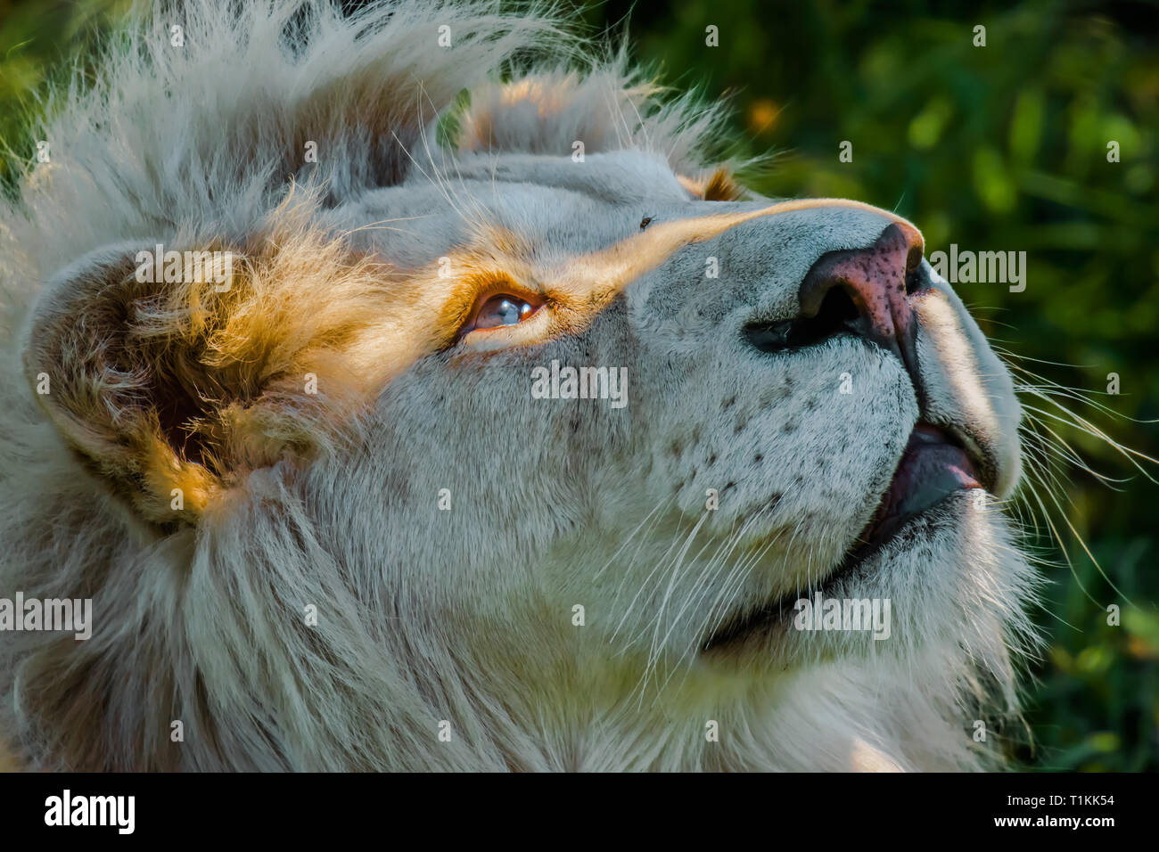Albino Lion in African Savanna Stock Photo - Alamy
