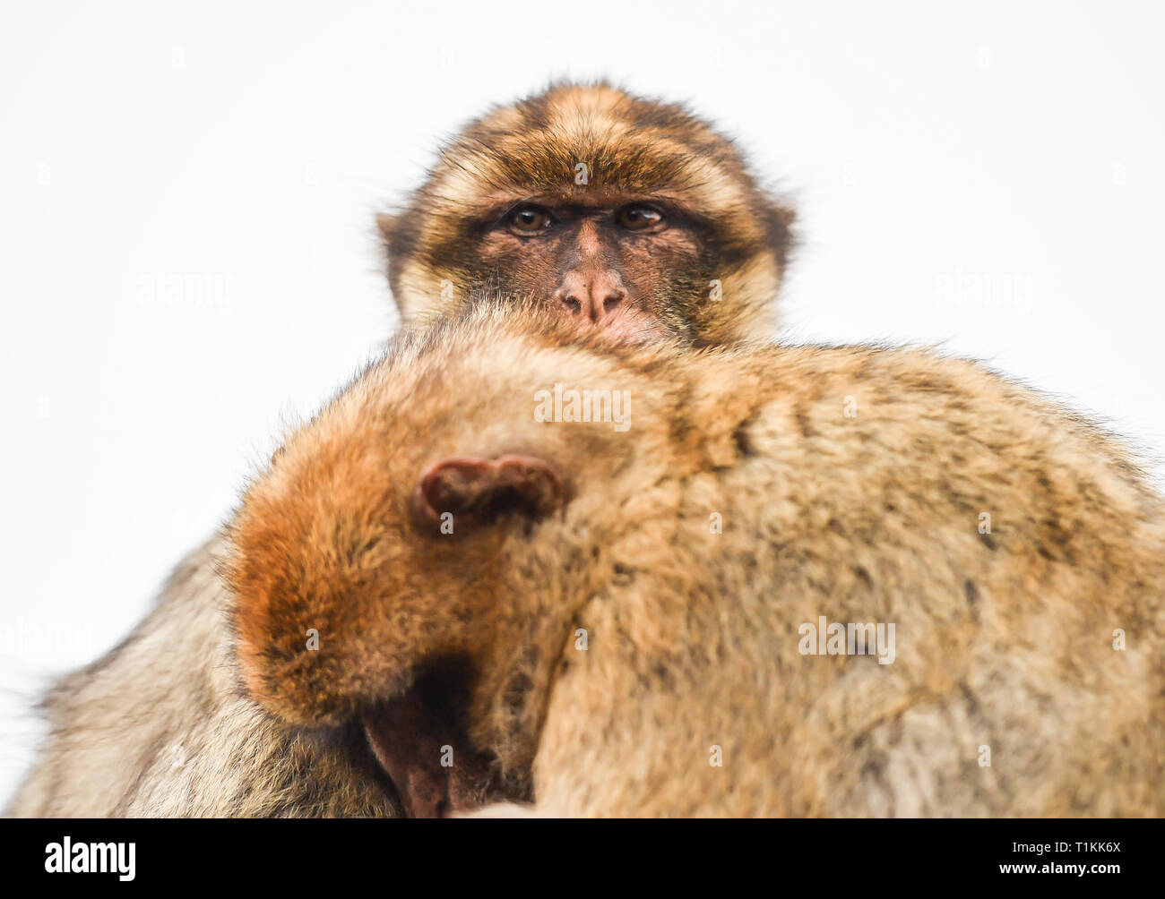Barbary macaques monkeys in Gibraltar Stock Photo - Alamy