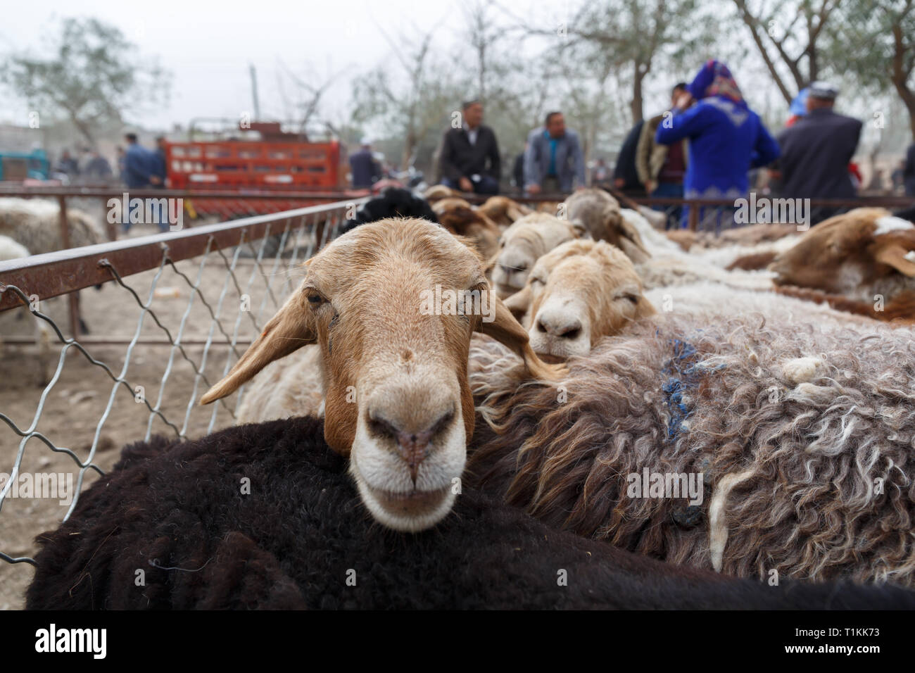 Close up of a lamb at an animal market. In the background visitors of ...