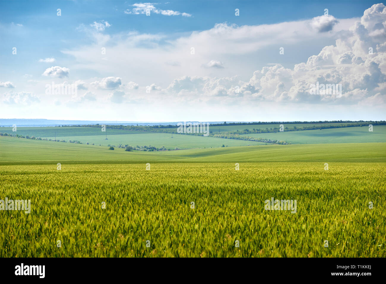 spring landscape - agricultural field with young ears of wheat, green ...