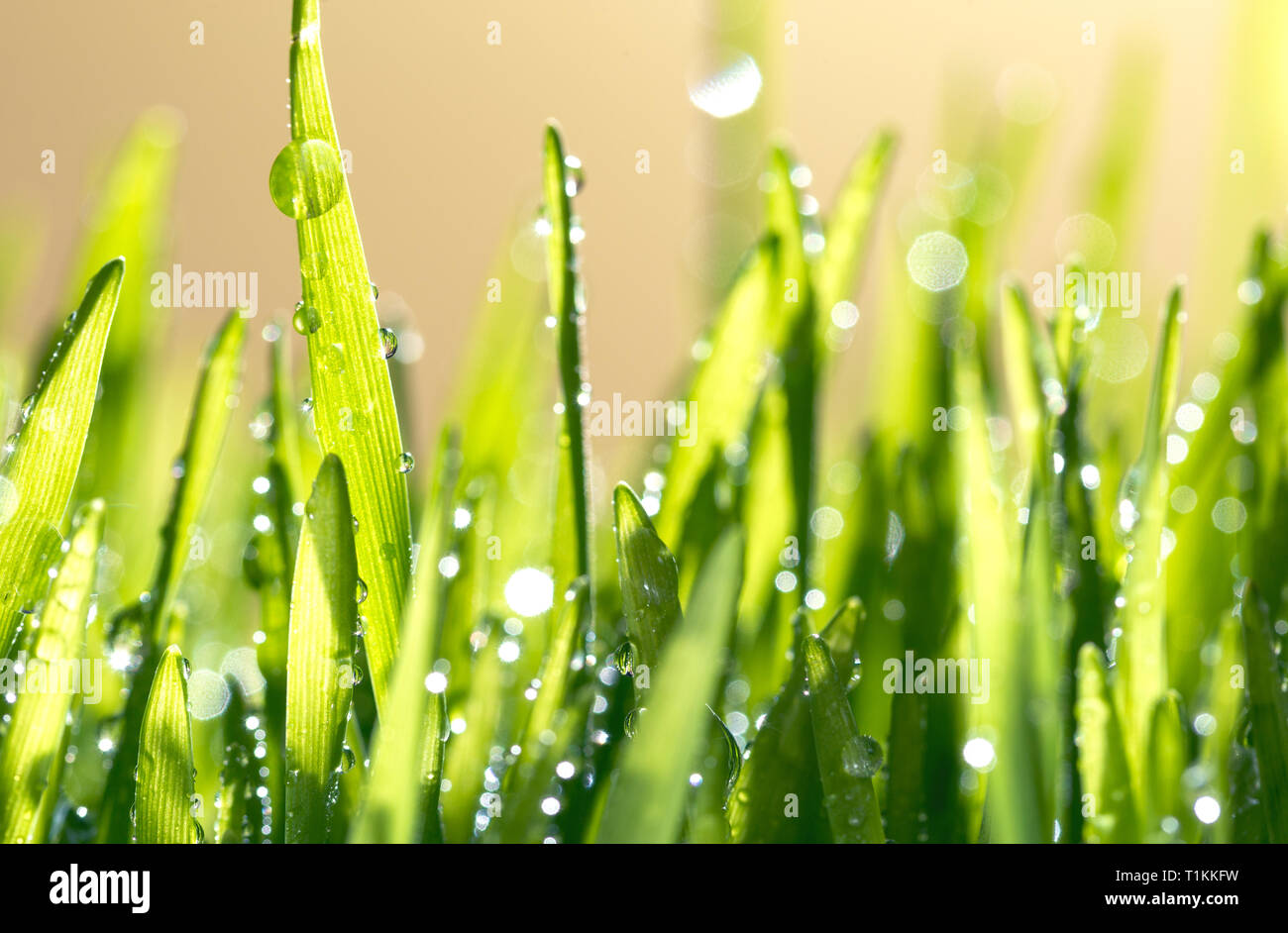 Drops dew grass in spring hi-res stock photography and images - Alamy