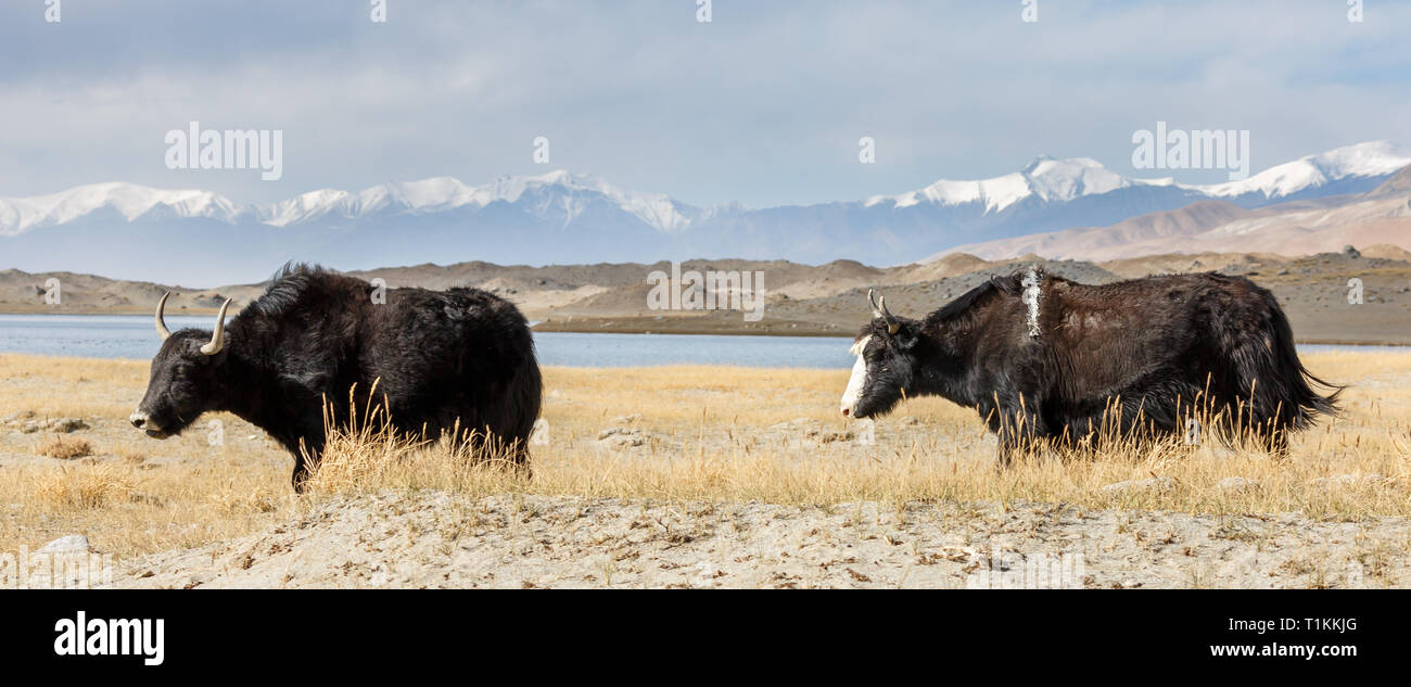 Two black yaks near Lake Karakul (Karakorum Highway, Xinjiang Province ...