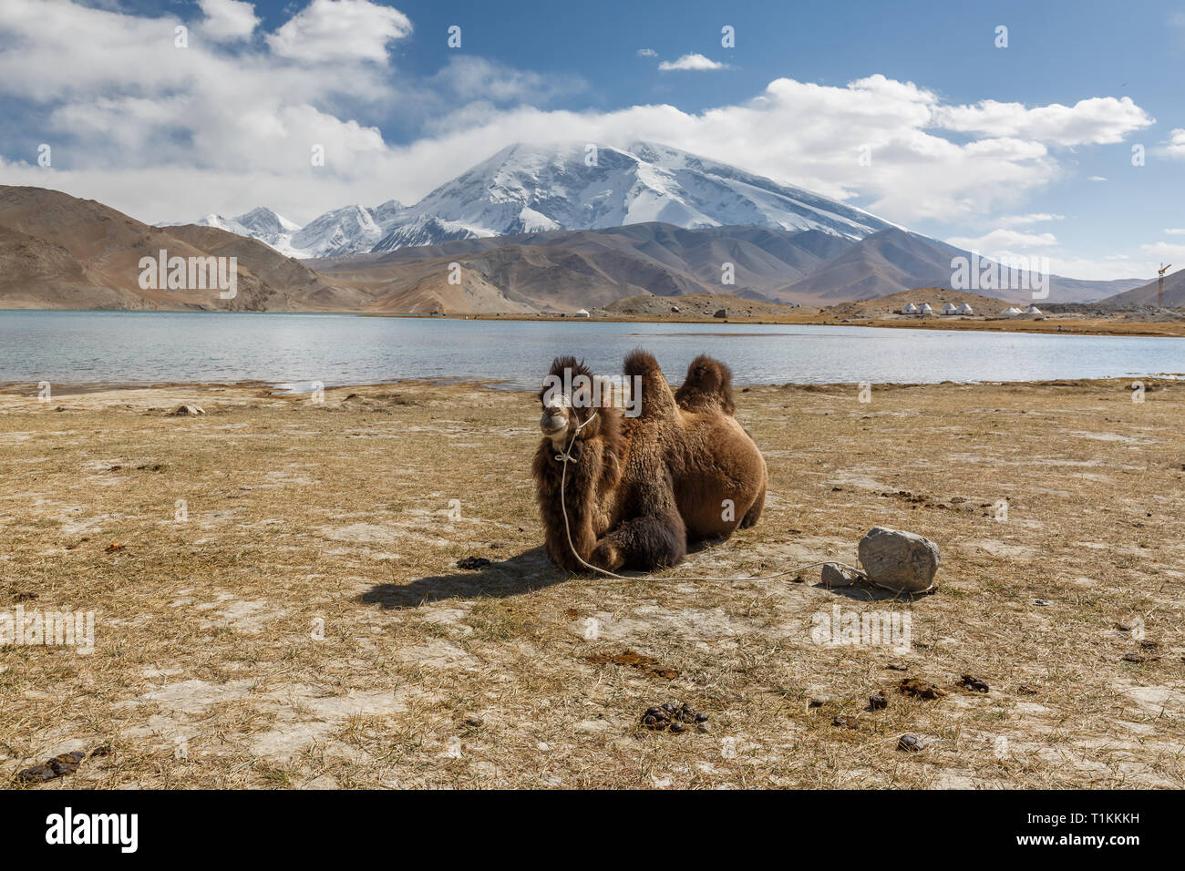 Camel sitting hi-res stock photography and images - Alamy