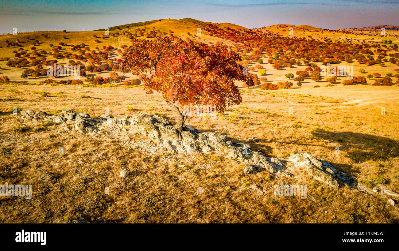 Aerial God's Eye View of Maple Trees in Forested Mountain during Sunset ...