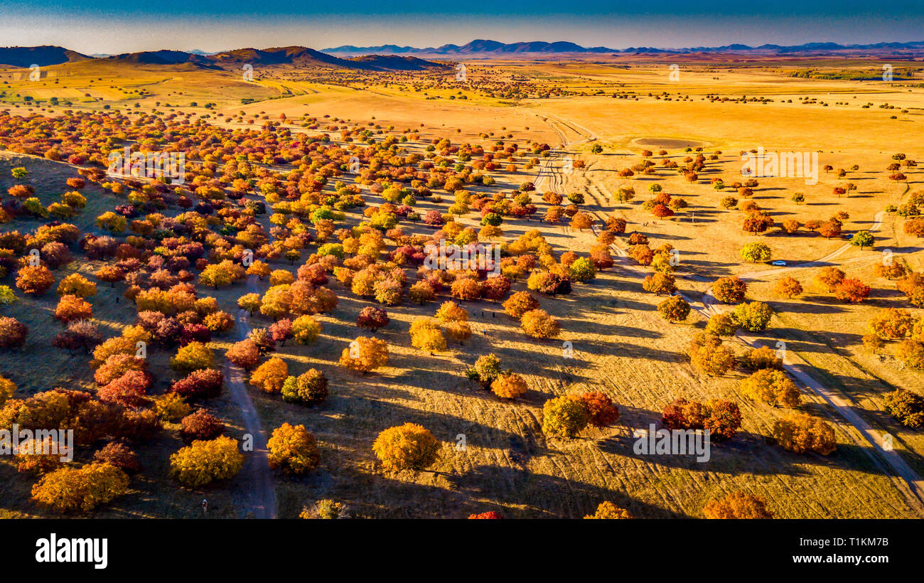 Aerial God's Eye View of Maple Trees in Forested Mountain during Sunset ...