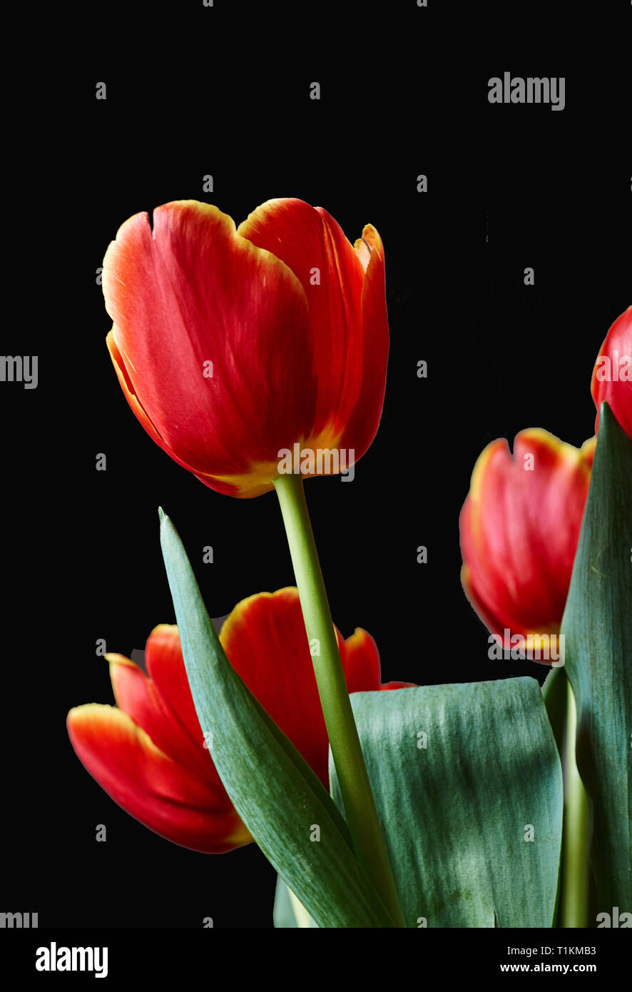 Low key flower hi-res stock photography and images - Alamy