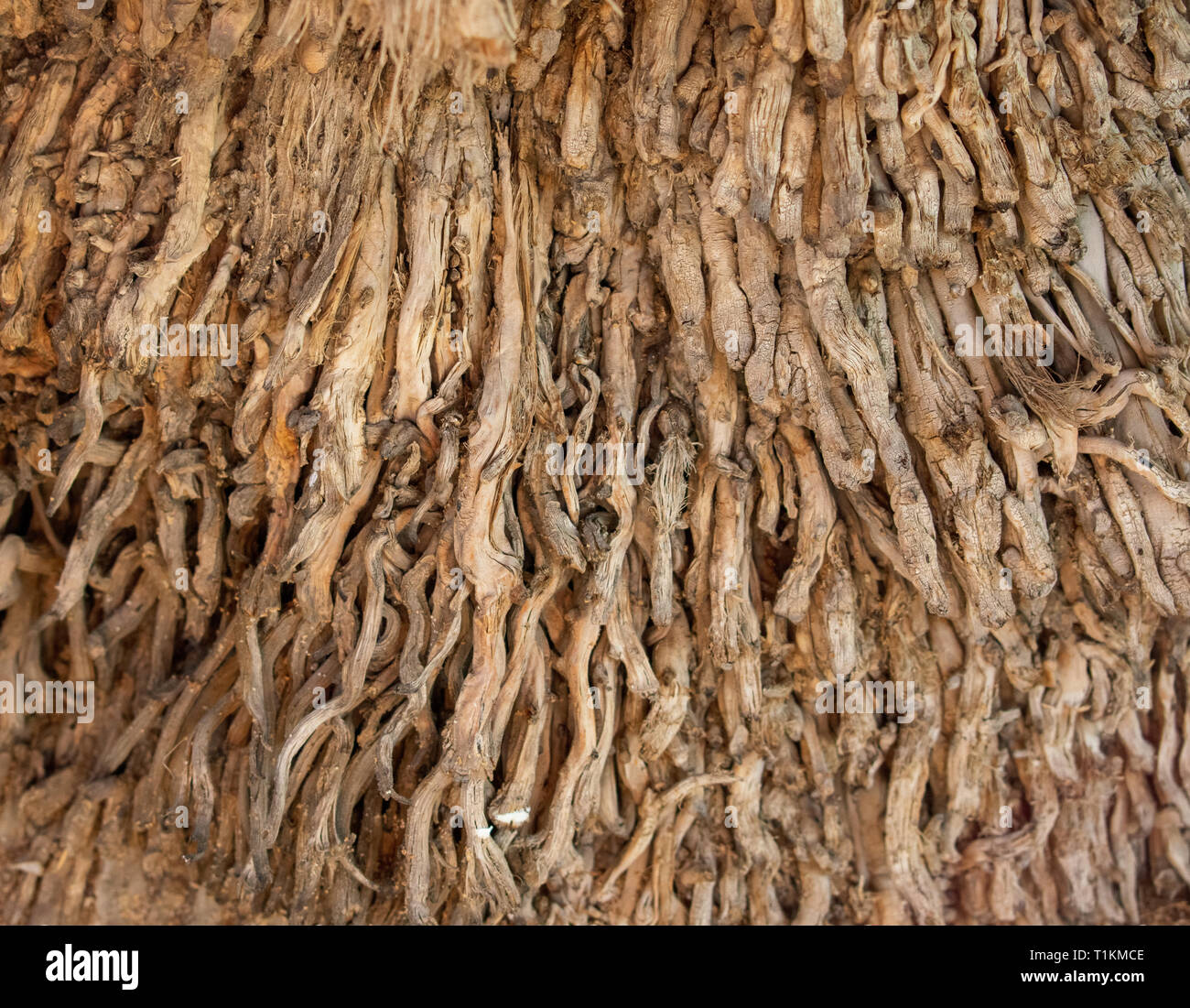 Palm tree with roots hi-res stock photography and images - Alamy