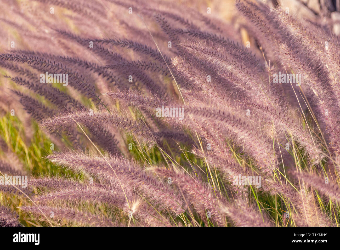 Selective view hi-res stock photography and images - Alamy