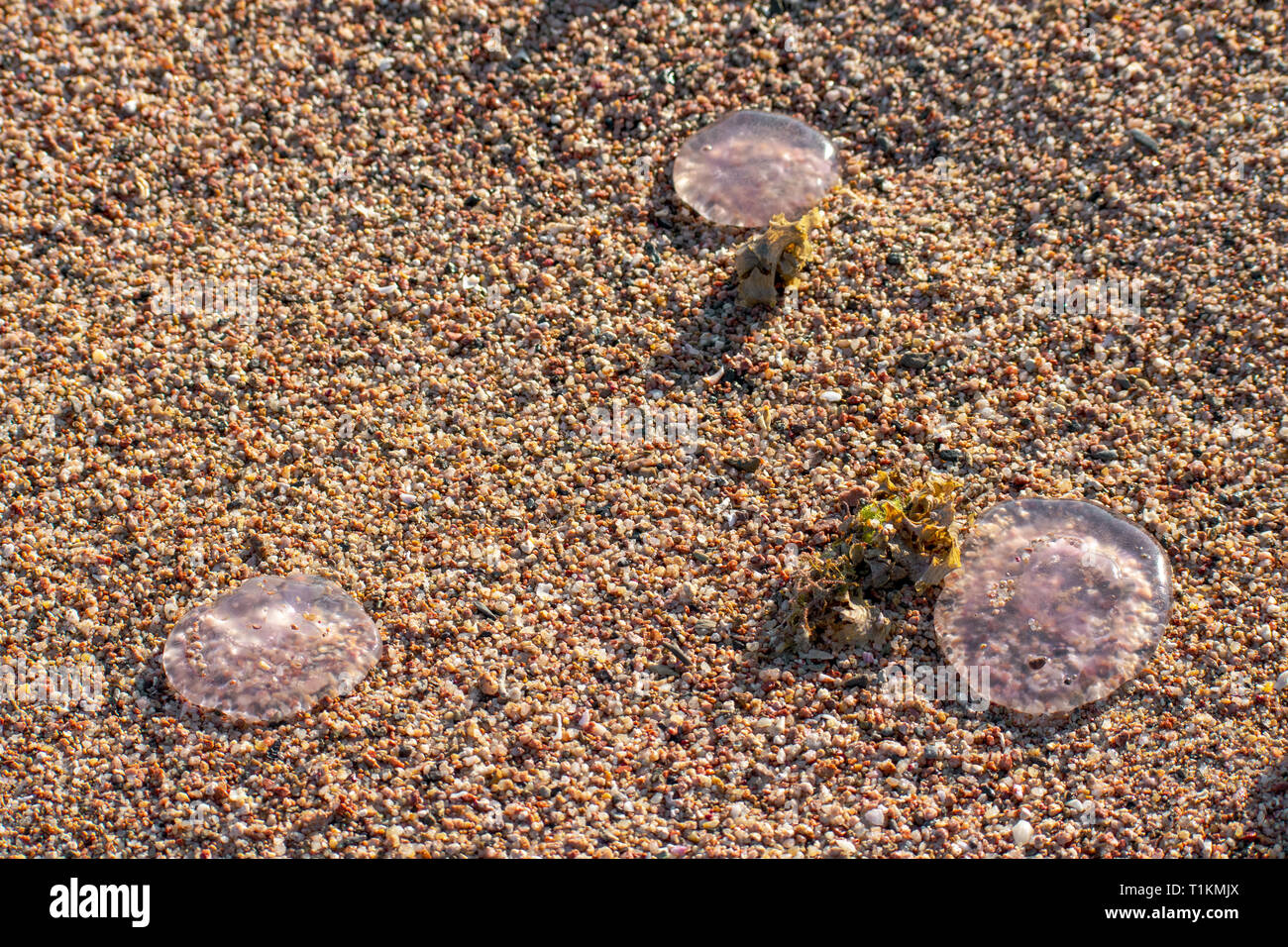 A group of jellyfish washed up on the beach during low tide Stock Photo ...