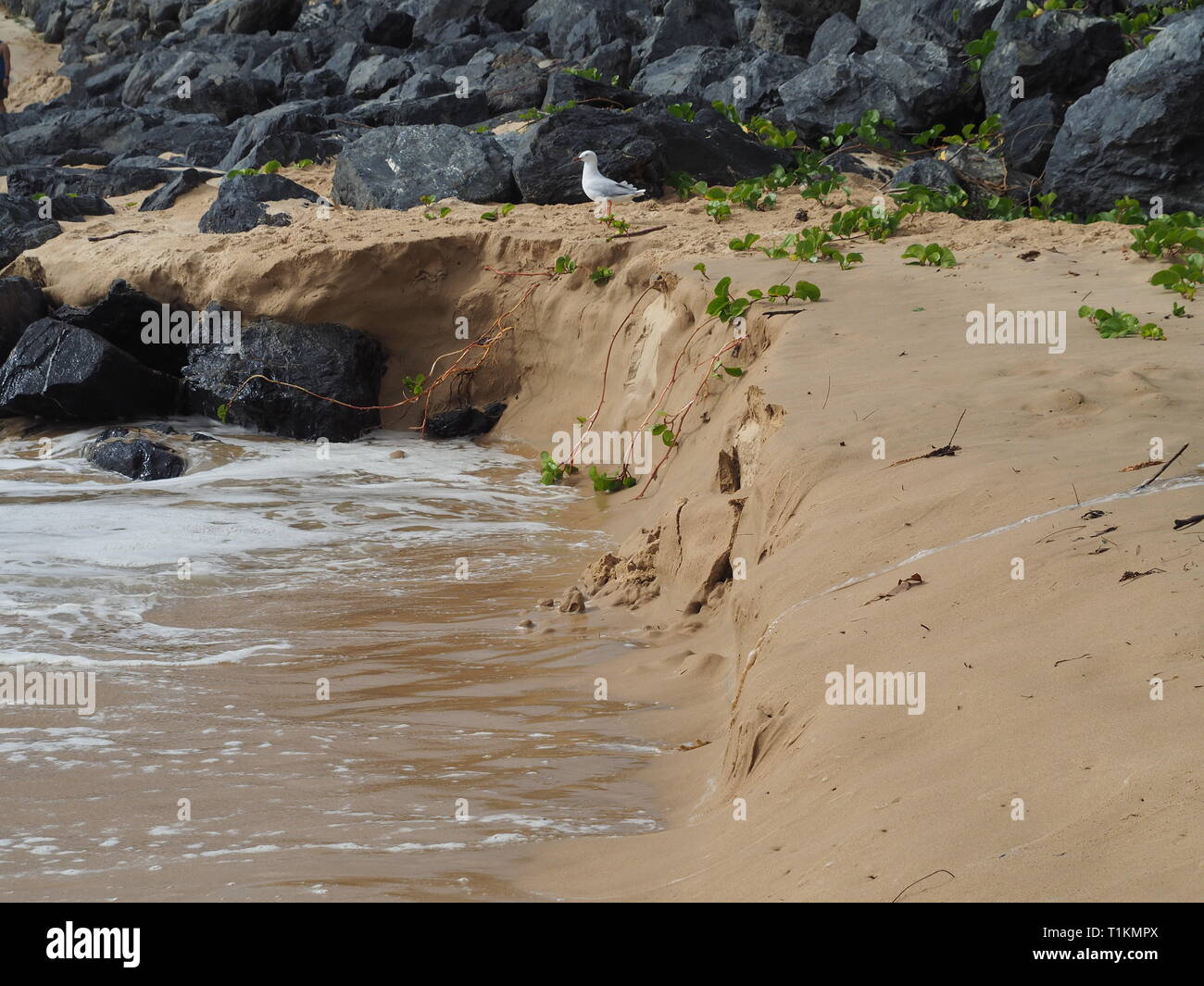 Beach sand erosion after a storm, a seagull stands on the edge of the wet sand near rocks ...