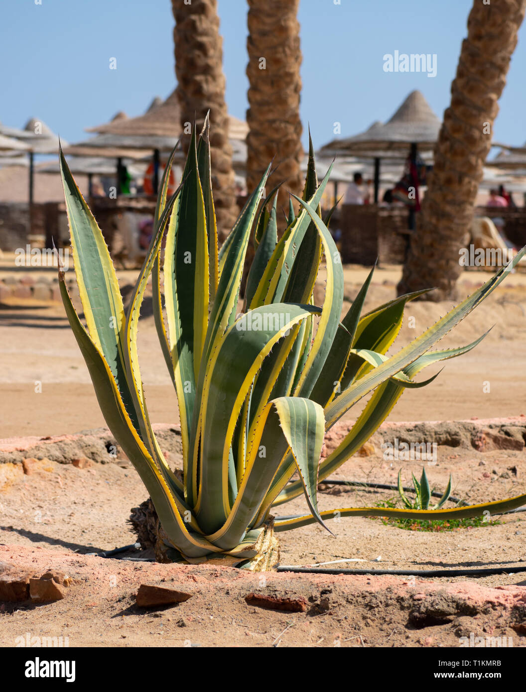 American aloe hi-res stock photography and images - Alamy