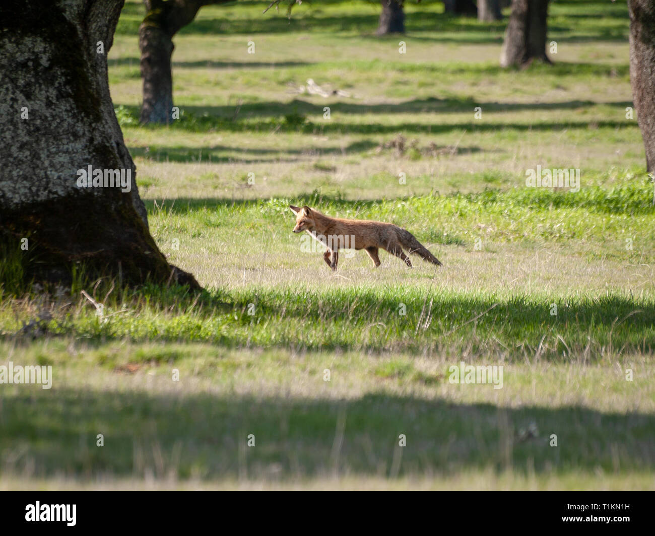 A fox (Vulpes vulpes) on freedom hunting in the forest Stock Photo - Alamy